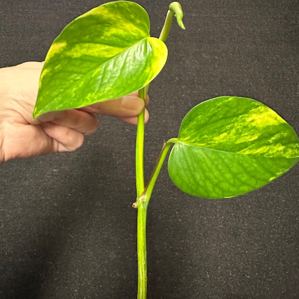 Teruno Pothos - Etsy