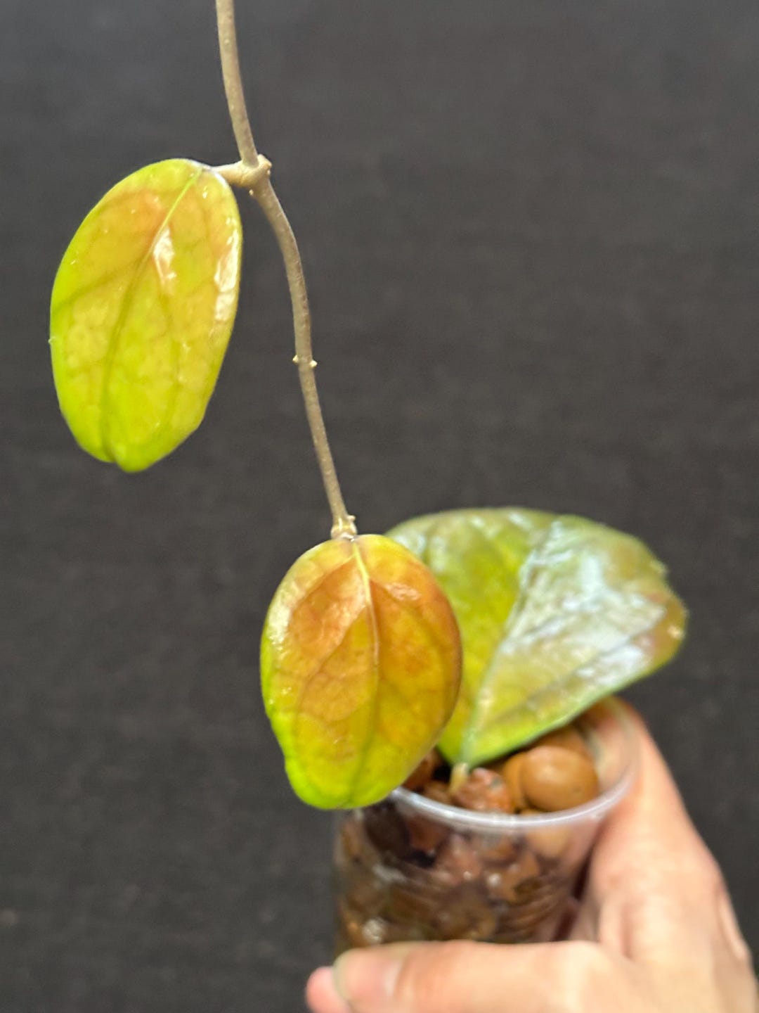 Hoya Ricardo Rooted - Etsy