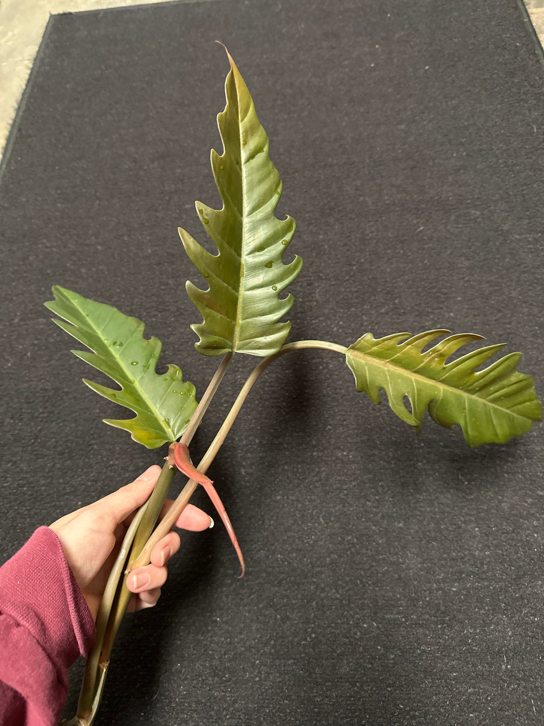 Philodendron Pluto Cutting - Etsy