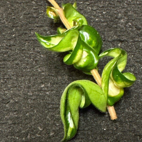 Hoya Compacta - Etsy