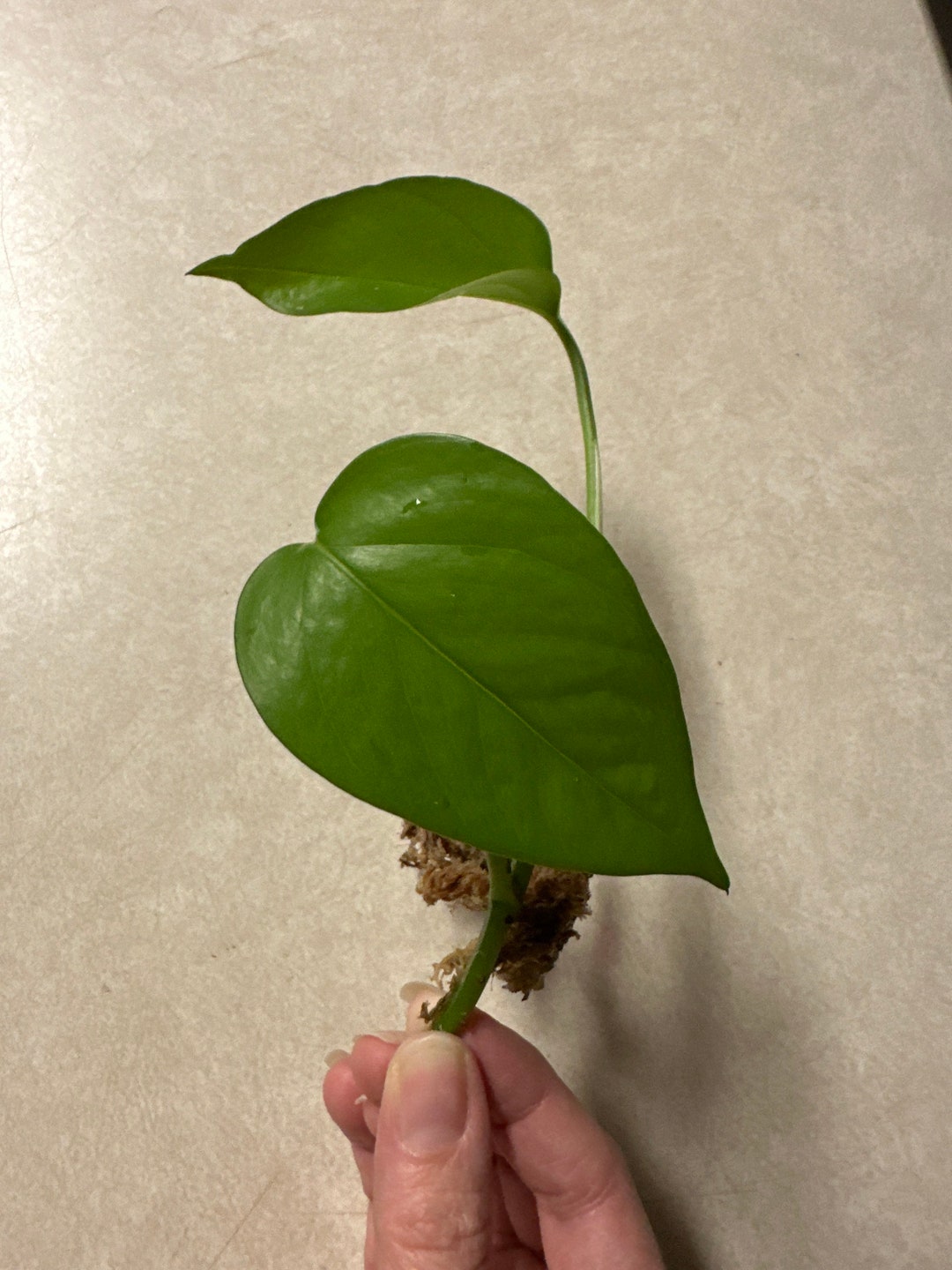 Teruno venus Pothos Plant - Etsy
