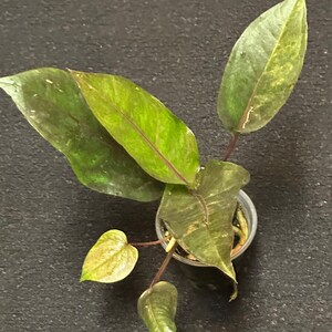 Anthurium thai Ruby Rooted Plant - Etsy