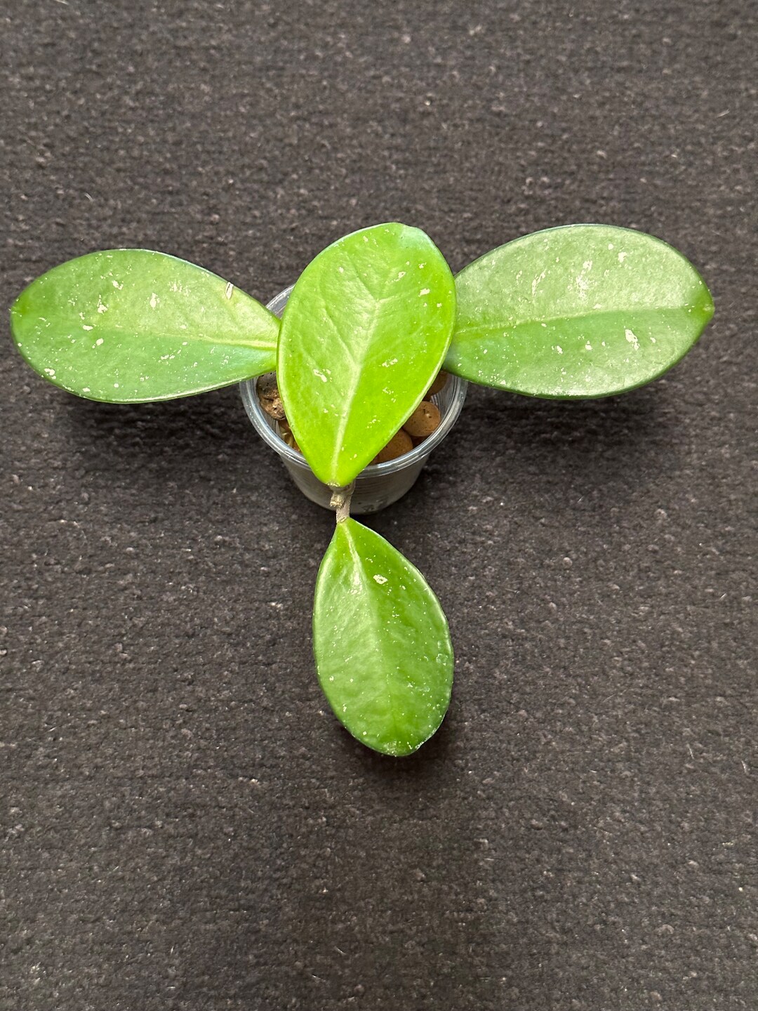 Hoya SMS anna acuta X Obovata Rooted - Etsy