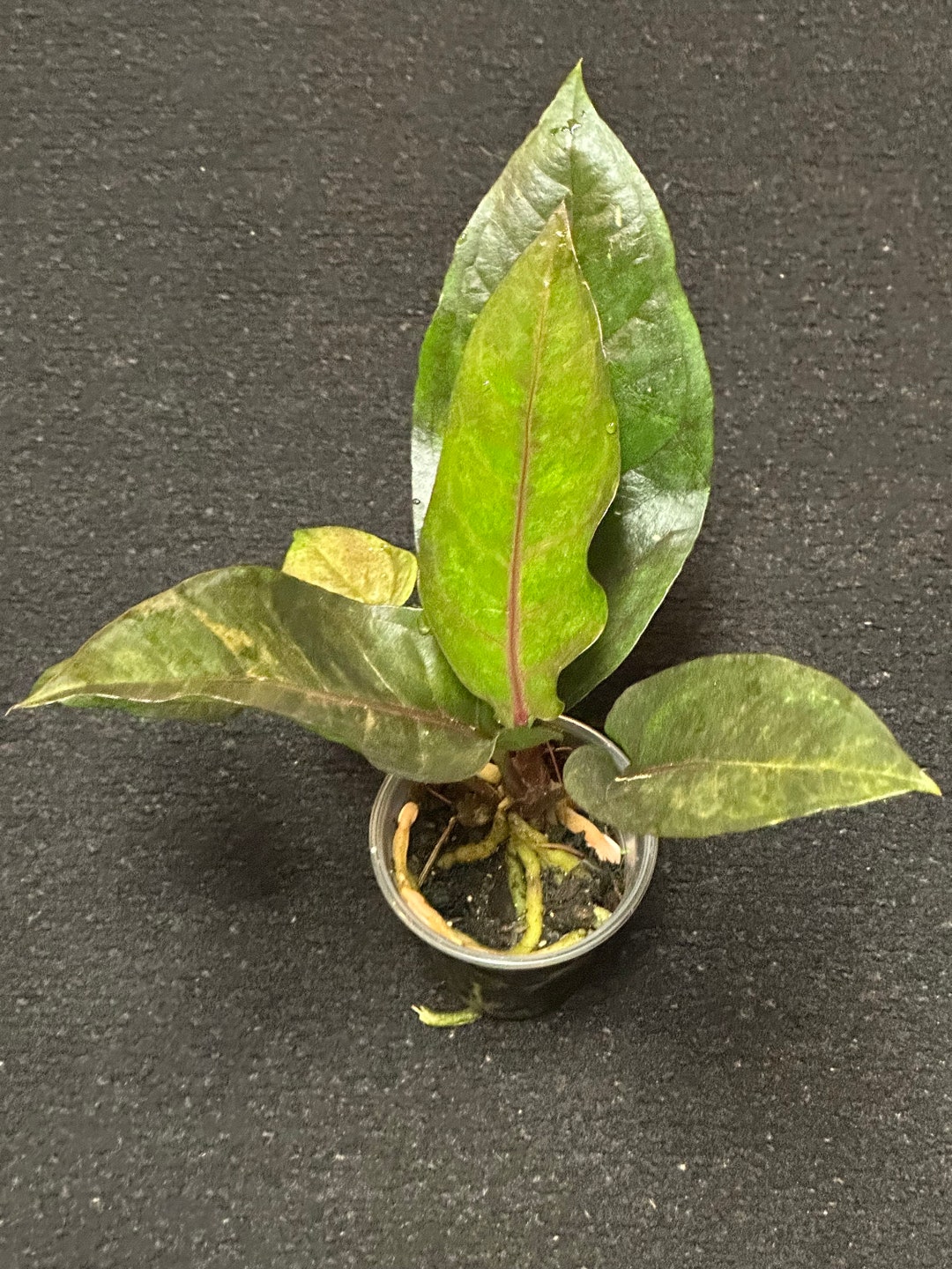 Anthurium thai Ruby Rooted Plant - Etsy