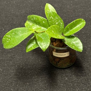 Hoya SMS wildflower Rooted - Etsy