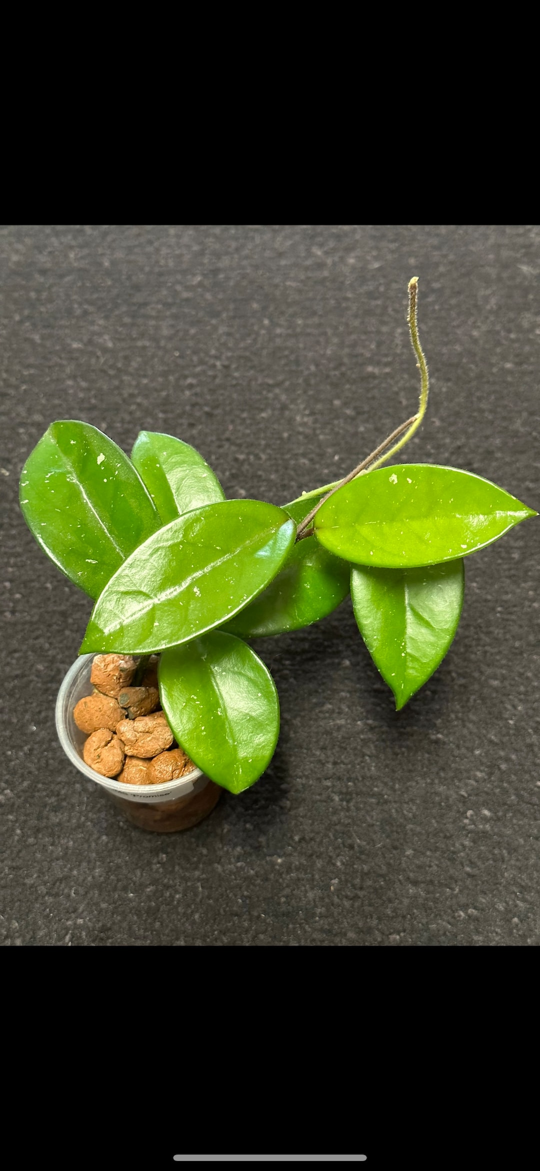 Hoya SMS promise Rooted Plant - Etsy