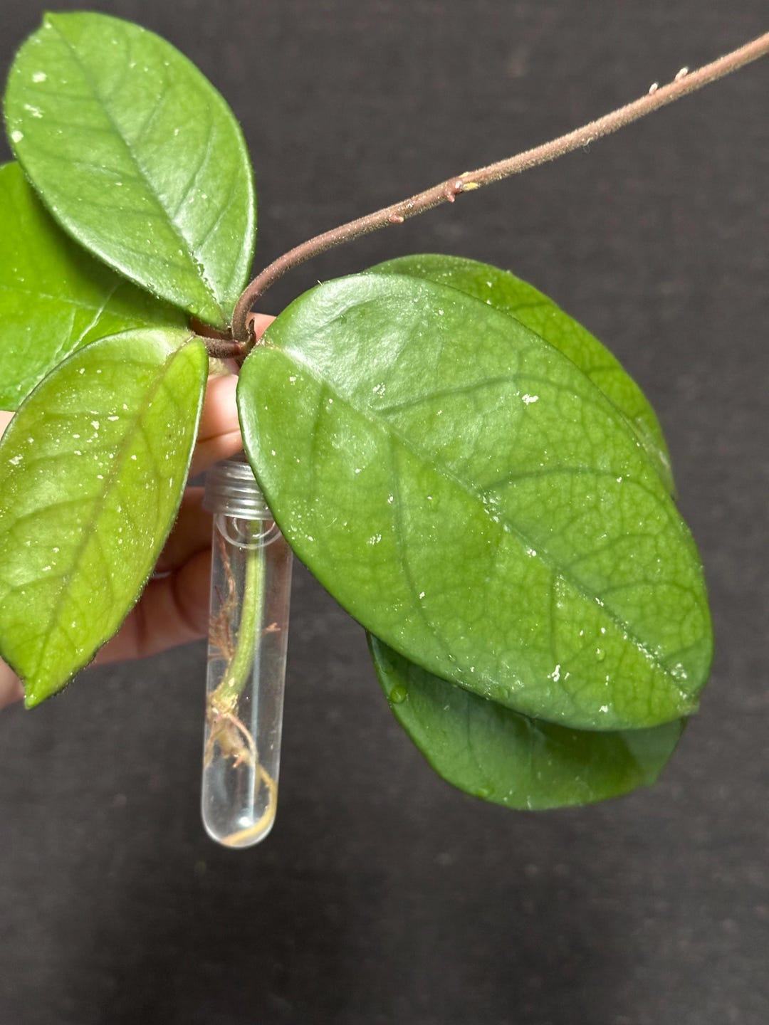 Hoya Fungii X Pubicalyx Cutting Etsy