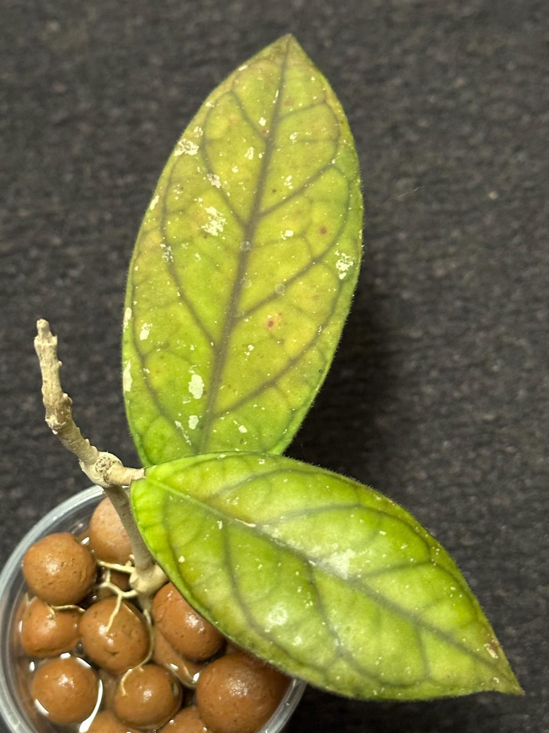 Hoya Cv Blessing Rooted - Etsy