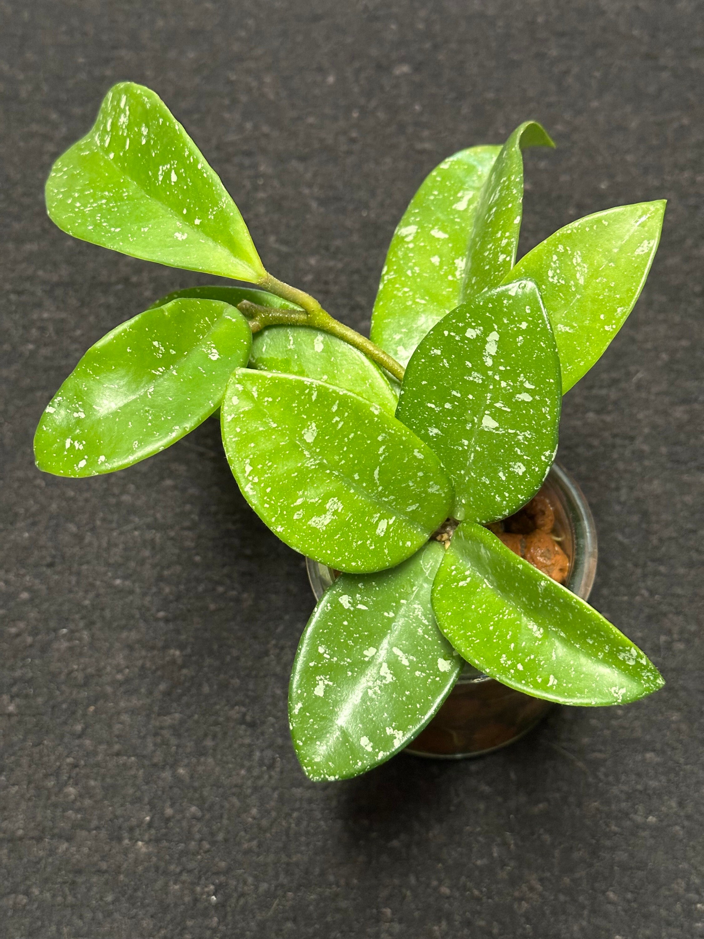 Hoya SMS wildflower Rooted - Etsy