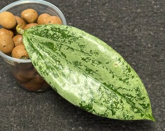 Hoya Rangsan Silver Splash RARE Hoya Plant - Etsy