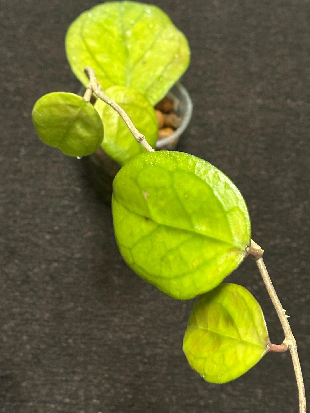 Hoya Ricardo SS 13-05 - Etsy