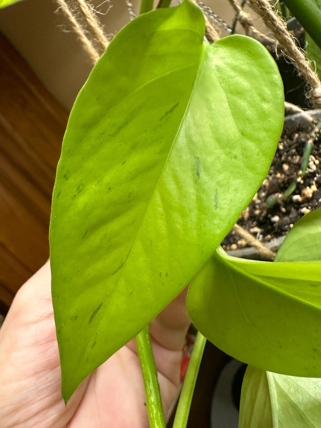 Teruno Pothos carnival 2 Nodes Cutting - Etsy