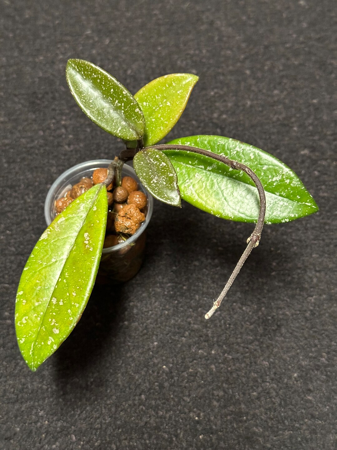 Hoya SMS crystal carnosa X Pubicalyx Pink Silver Rooted - Etsy