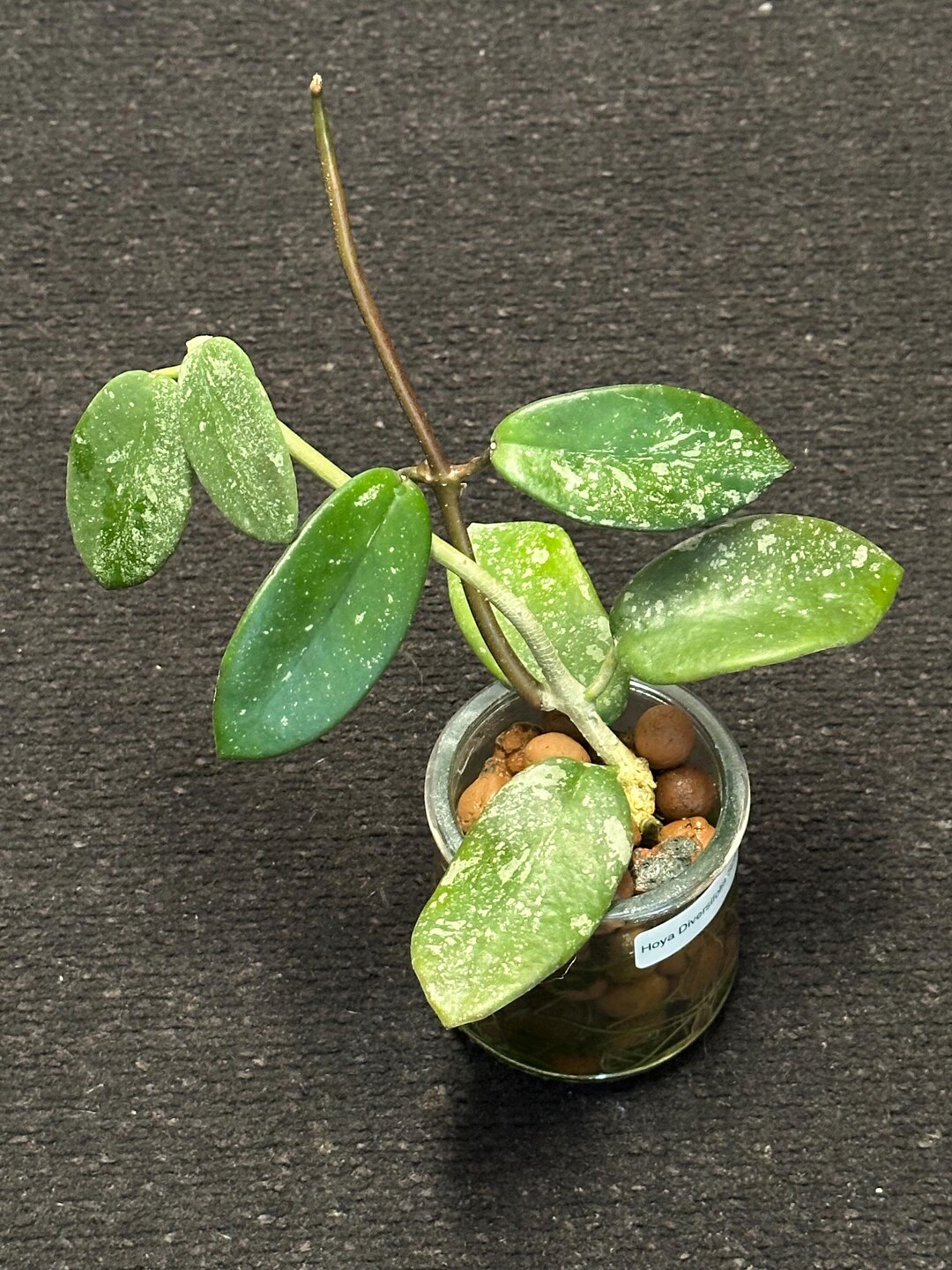 Hoya Diversifolia Splash - Etsy