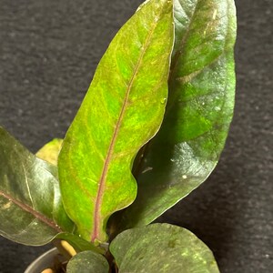 Anthurium thai Ruby Rooted Plant - Etsy