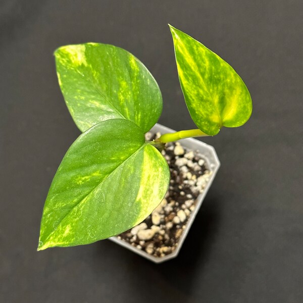 Teruno Pothos - Etsy