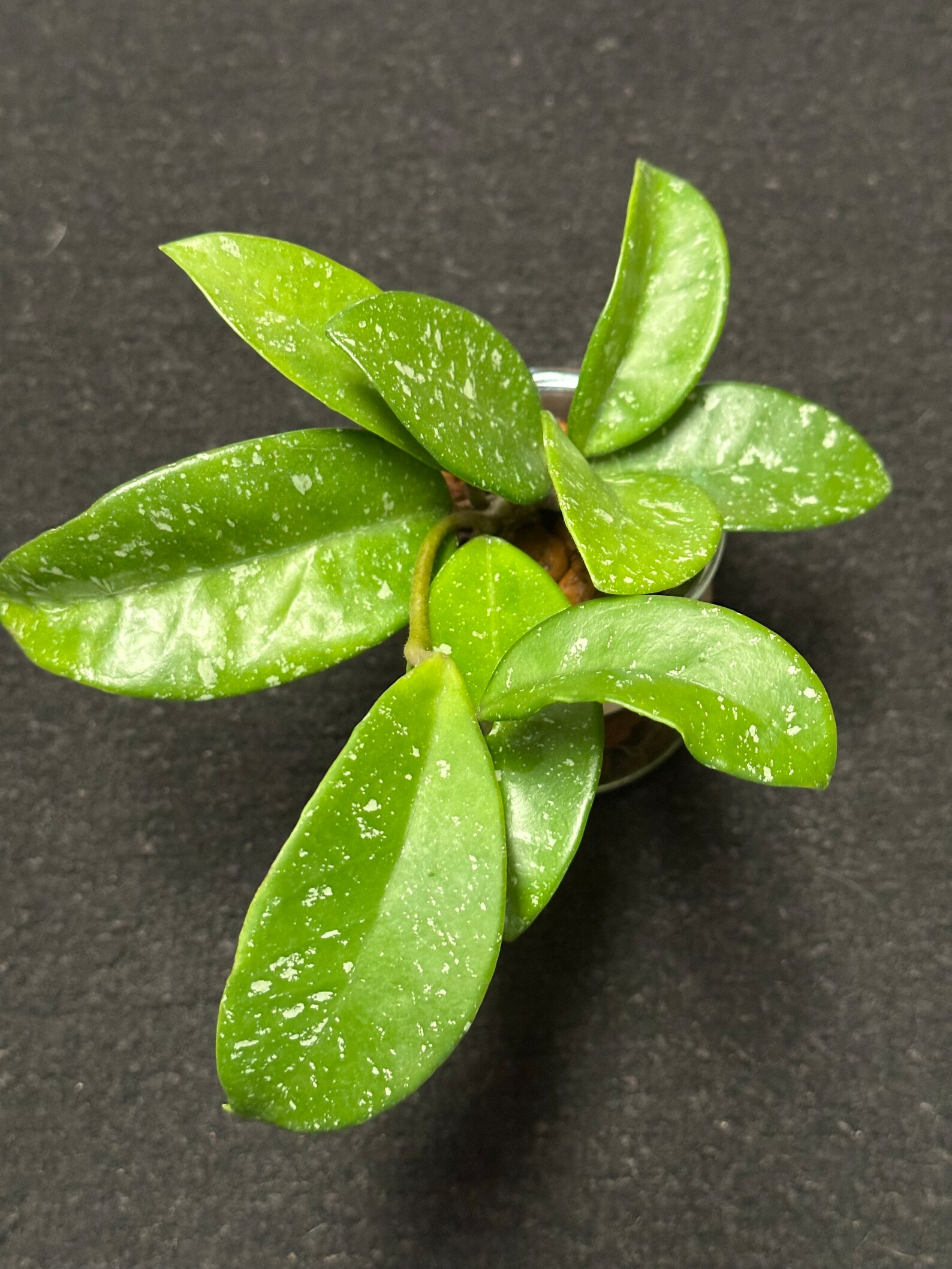 Hoya SMS wildflower Rooted - Etsy