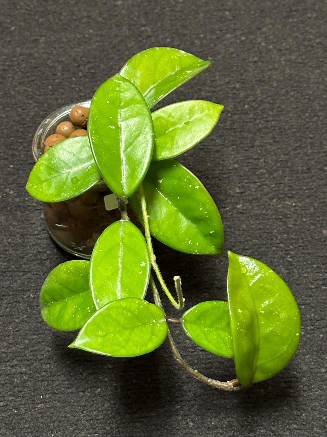 Hoya SMS promise Rooted Plant - Etsy