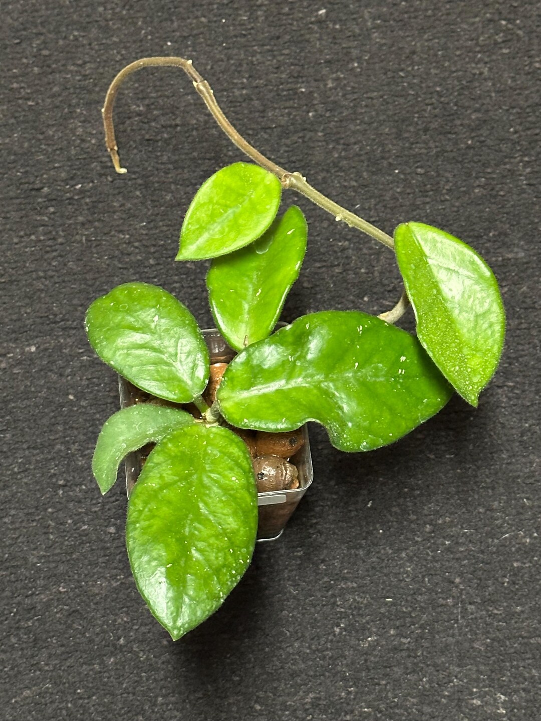 Hoya NOID With Fuzzy Leaves - Etsy