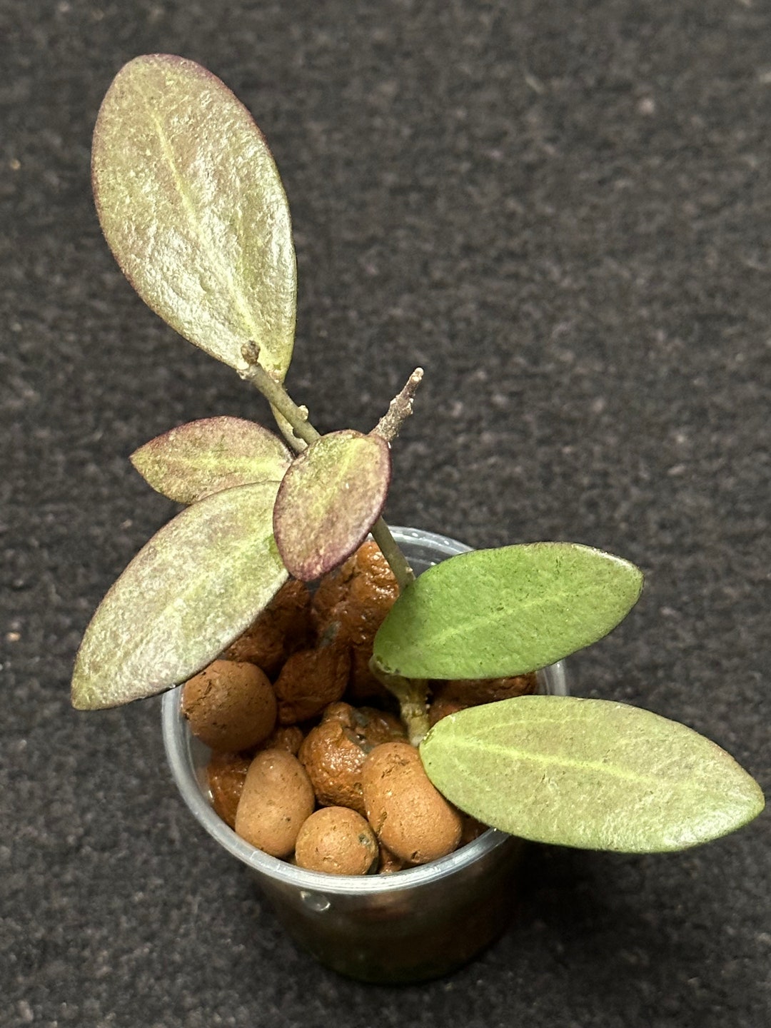 Hoya Silver Lady (xiejie 003) Rooted Plant - Etsy