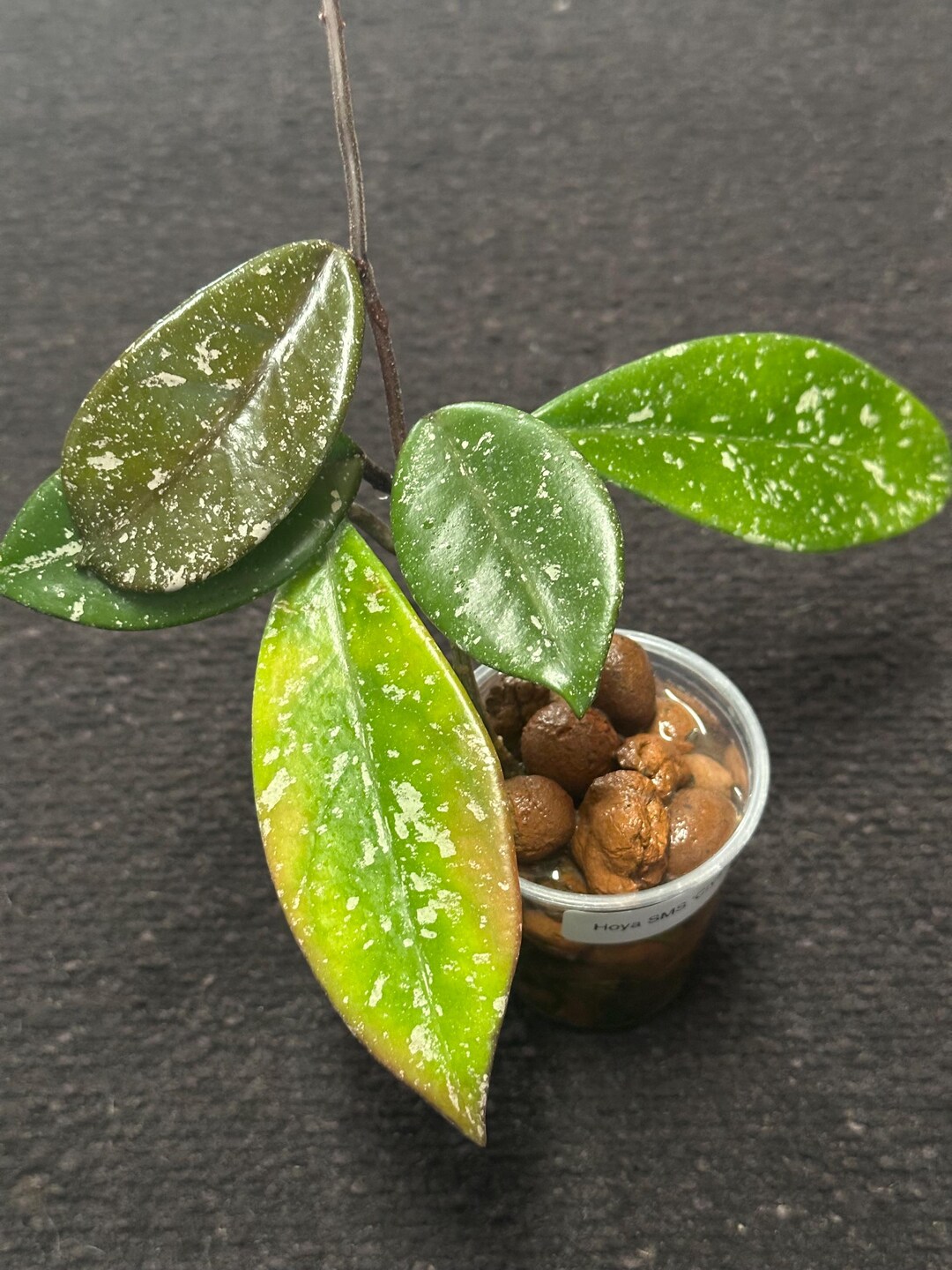 Hoya SMS ‘crystal’ (carnosa X Pubicalyx Pink Silver) - Etsy