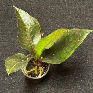Anthurium thai Ruby Rooted Plant - Etsy