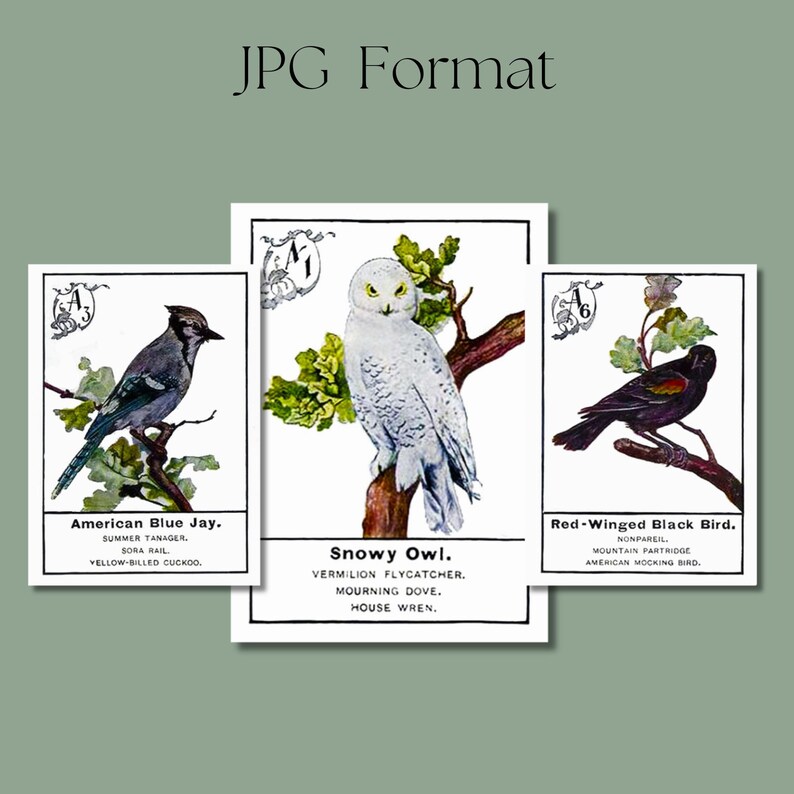 Vintage 'bird' Playing Cards Full Deck, Printable Bird Illustration ...