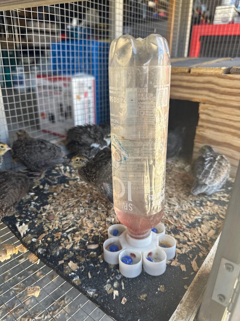 3D Printed Chick Waterer (7 Bowls) With Marbles | Quail, Chicken ...