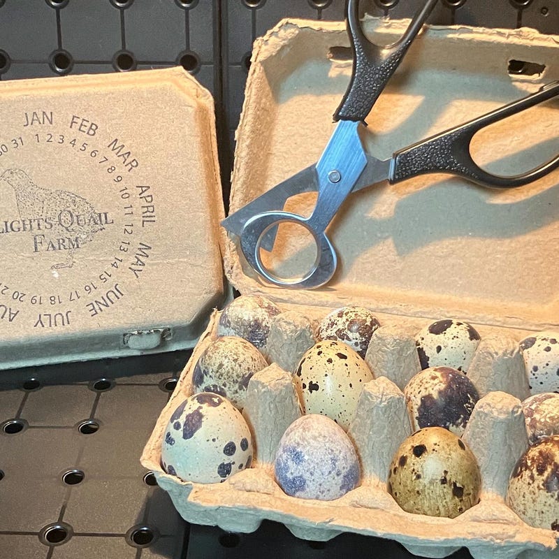 Bob White Quail - Etsy
