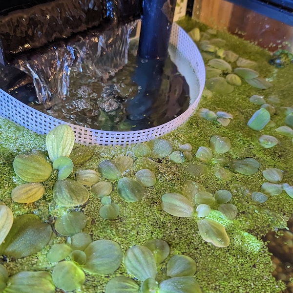 Floating Plant Corral Aquarium - Etsy