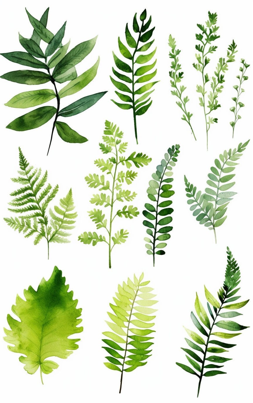 Lush Ferns Watercolor 188 PNG Complete Clipart Collection Forest Leaves ...