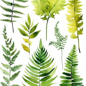 Lush Ferns Watercolor 188 PNG Complete Clipart Collection Forest Leaves ...