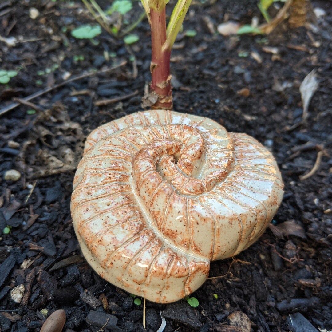 Ediacaran Biota: Tribrachidium for Home or Garden - Etsy