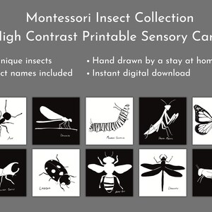 Insect Collection: Montessori High Contrast Printable Sensory Cards - Etsy