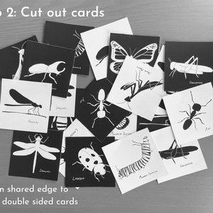Insect Collection: Montessori High Contrast Printable Sensory Cards - Etsy