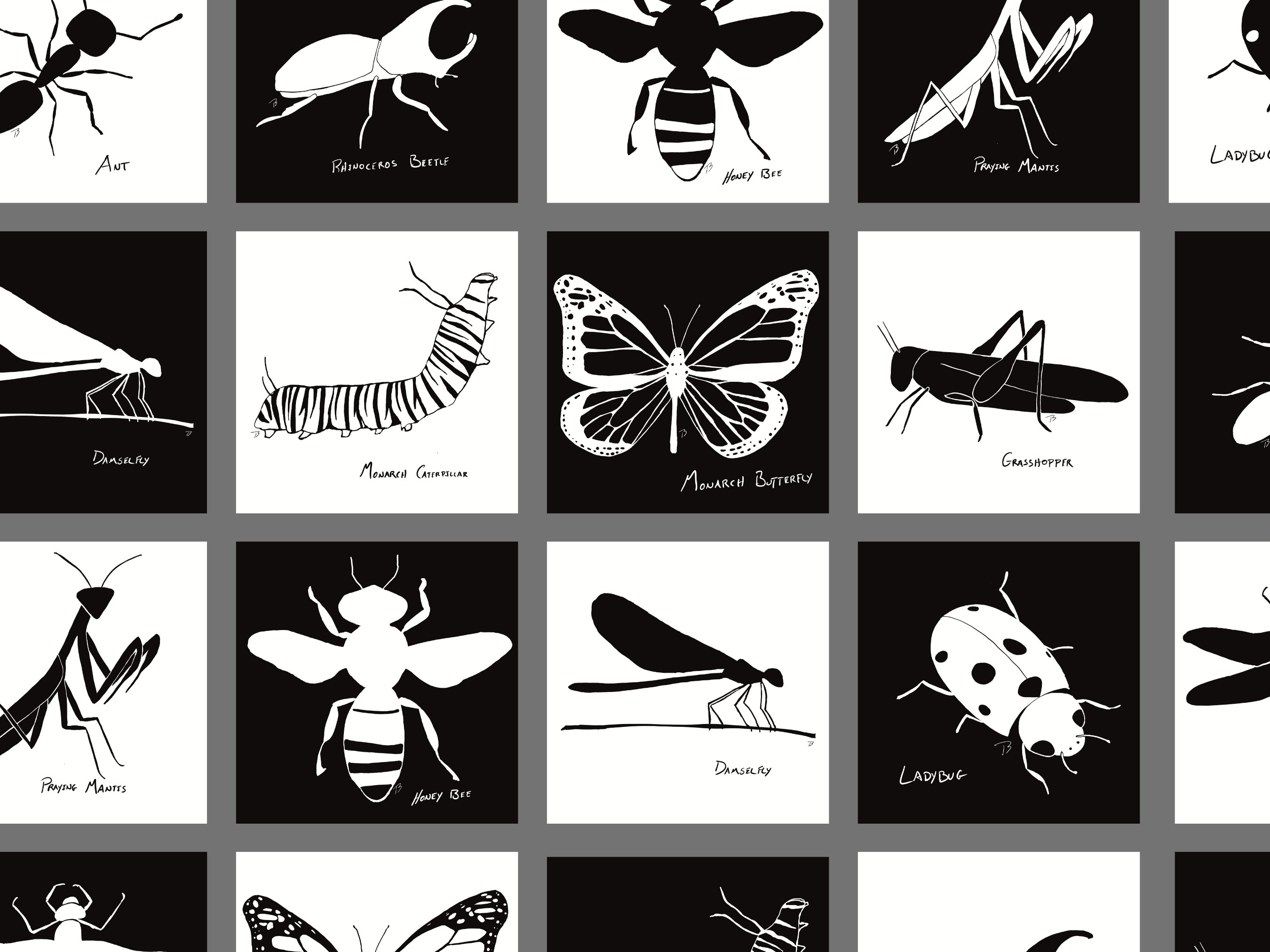 Insect Collection: Montessori High Contrast Printable Sensory Cards - Etsy