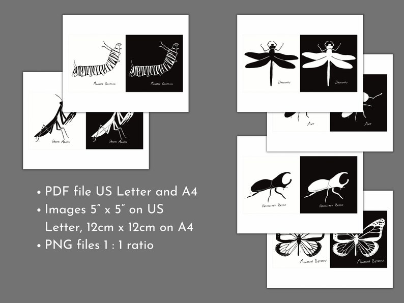 Insect Collection: Montessori High Contrast Printable Sensory Cards - Etsy
