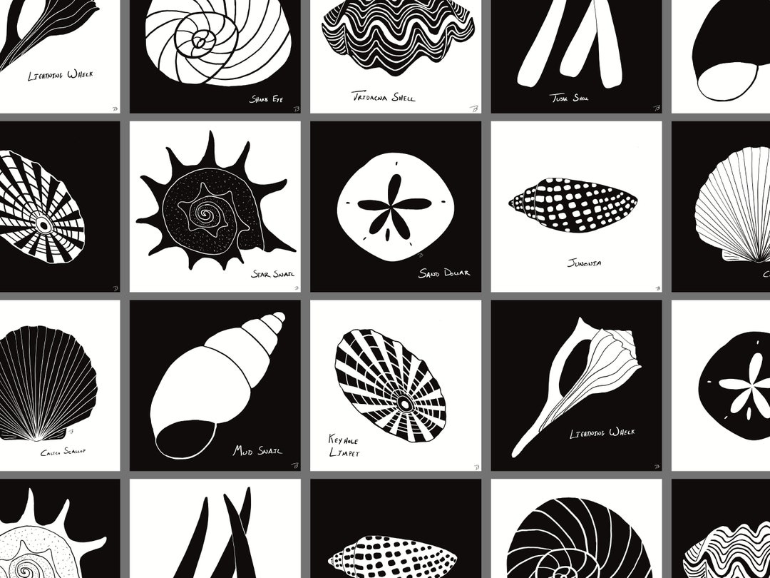 Shell Collection: Montessori High Contrast Printable Sensory Cards - Etsy
