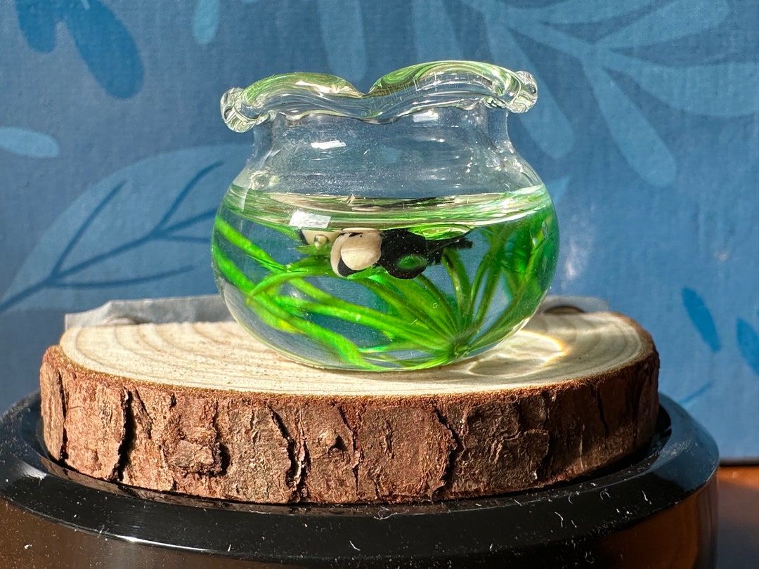Jumping Spider Accessories - Etsy