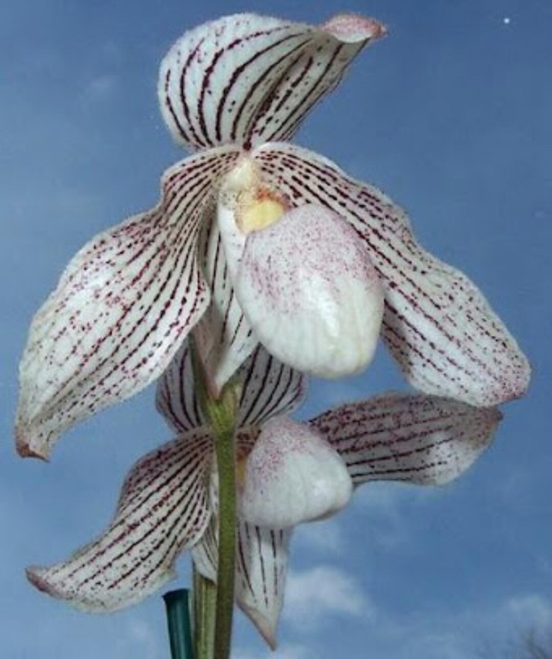 Paphiopedilum Greyi X Paph Kolokapingii , Blooming Size Multifloral ...