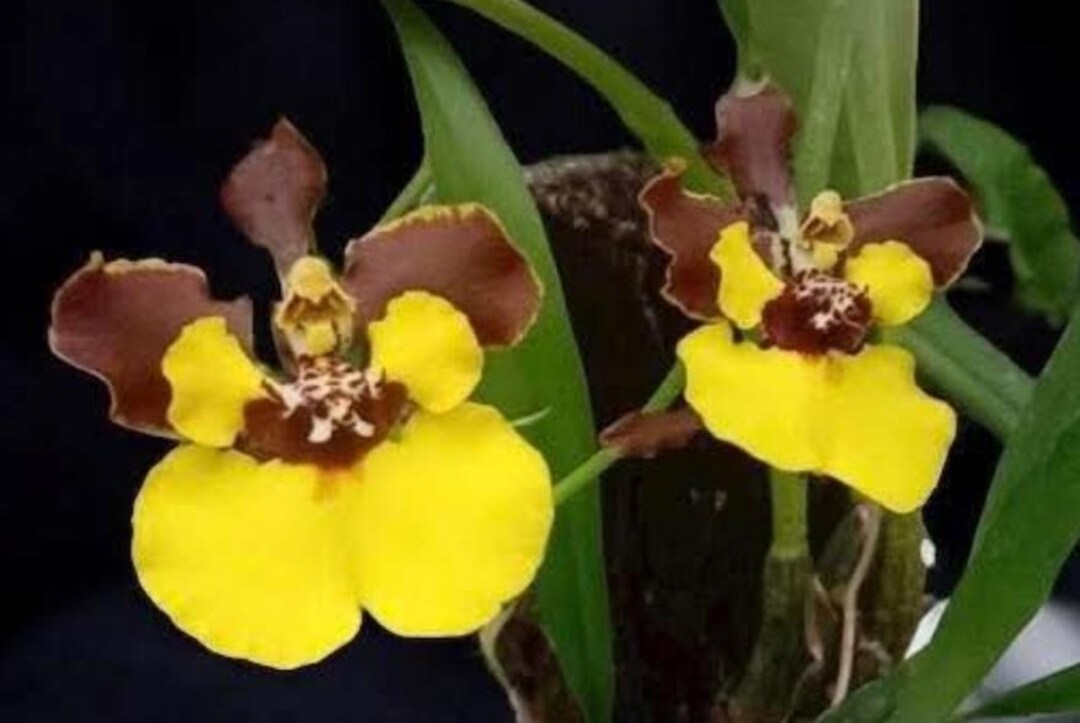 Oncidium (gomesa) Croesus. Large Healthy Blooming Size Miniature ...
