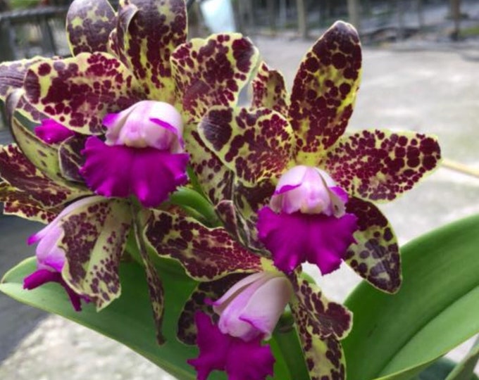 Cattleya Yuan Dung Python 'happy Rui' Near Blooming Size Spotted ...