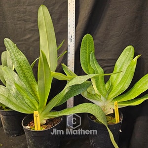 Paphiopedilum Greyi X Paph Kolokapingii , Blooming Size Multifloral ...