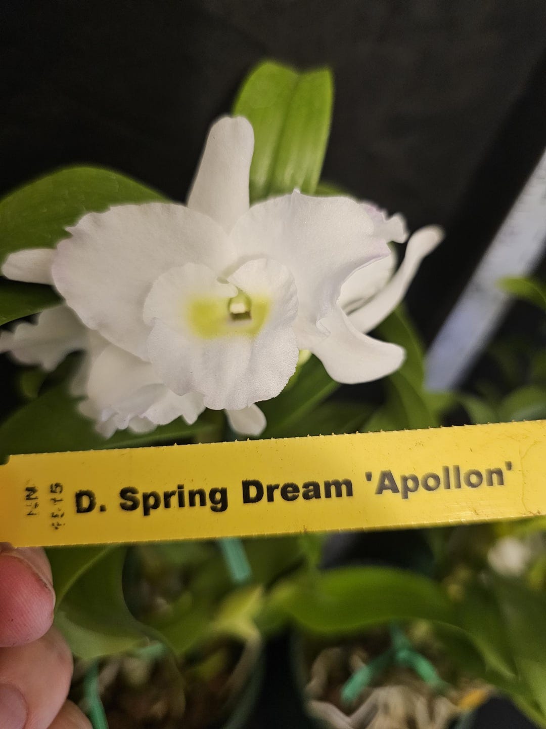 Dendrobium Spring Dream 'apollon' Blooming Size Nobile Dendrobium Clone ...