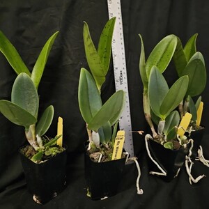 C. Waianae Leopard 'ching Hua' rlc Peach Cobbler C Penny Kuroda ...