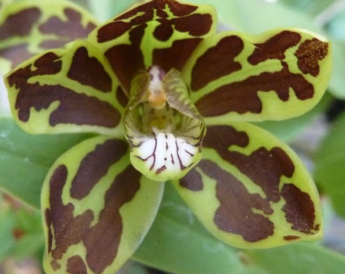 Grammatophyllum Scriptum Var Multiflora 'fortune Tiger' X Sib Blooming ...