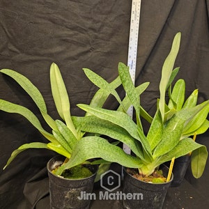 Paphiopedilum Greyi X Paph Kolokapingii , Blooming Size Multifloral ...