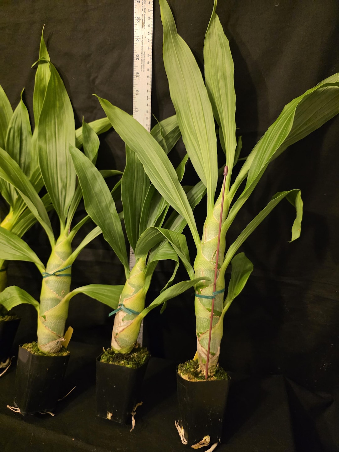 Cyc Jean Monnier 'dark Spots' X Cycd Freckled Sweetheart 'JEM' Blooming ...