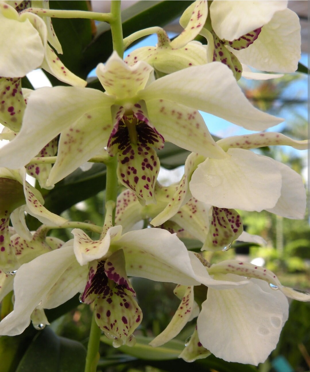 Dendrobium Roy Tokunaga 'spots X 4n' Blooming Size Latauriate ...