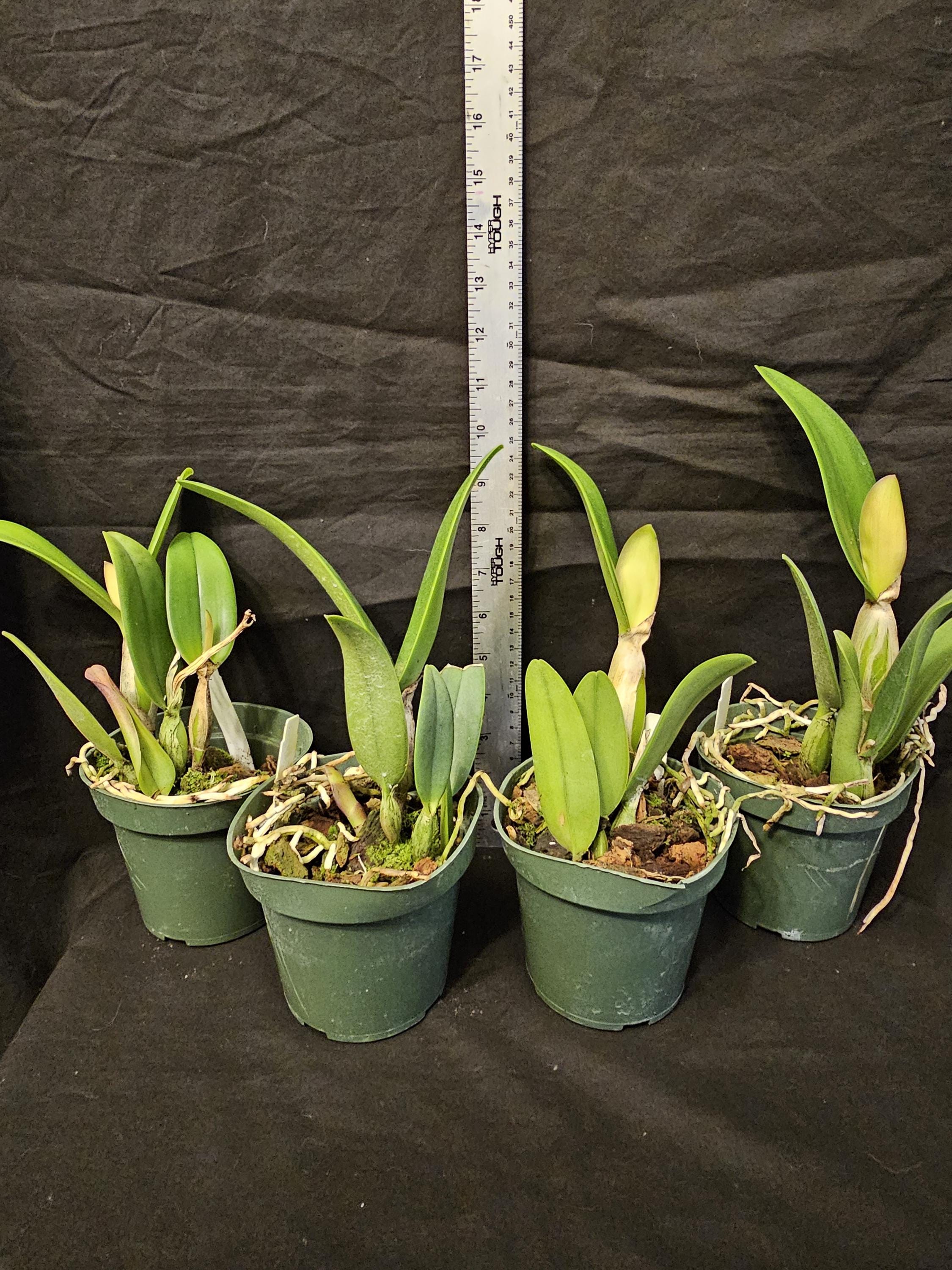 Lc Firedance 'patricia' Blooming Size Compact Growing Cattleya Orchid ...